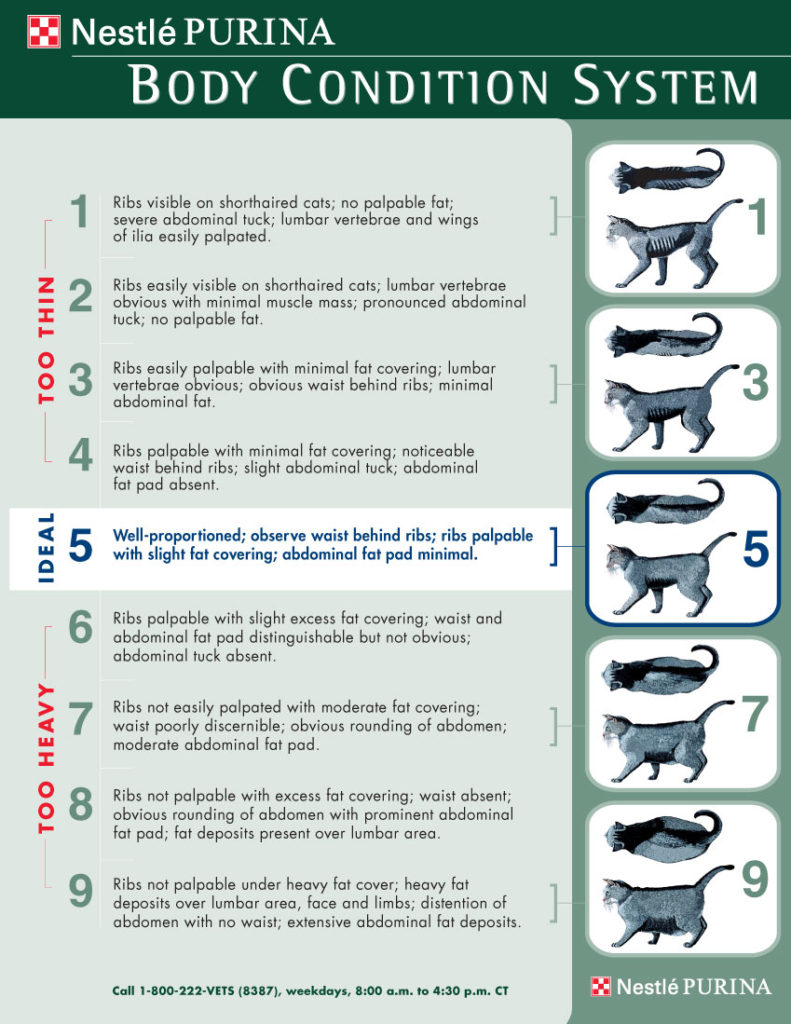 Is your pet overweight?